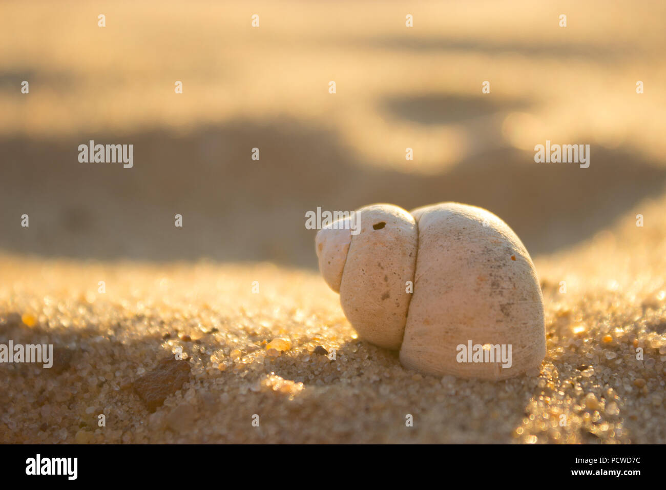 nautilus shell on a beach sand in yellow sunlight Stock Photo - Alamy