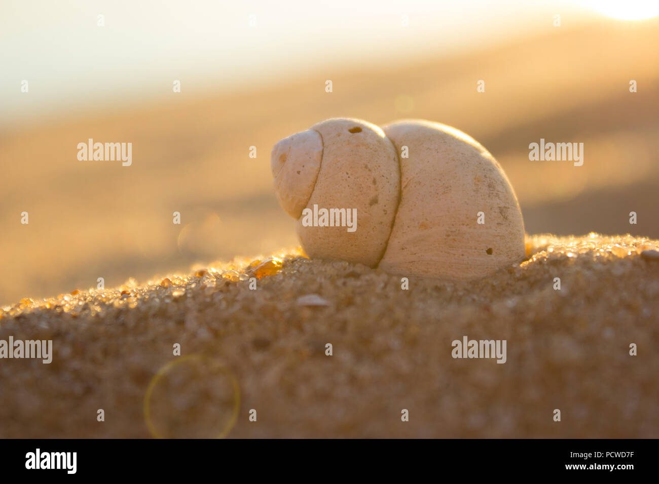 nautilus shell on a beach sand in yellow sunlight Stock Photo - Alamy