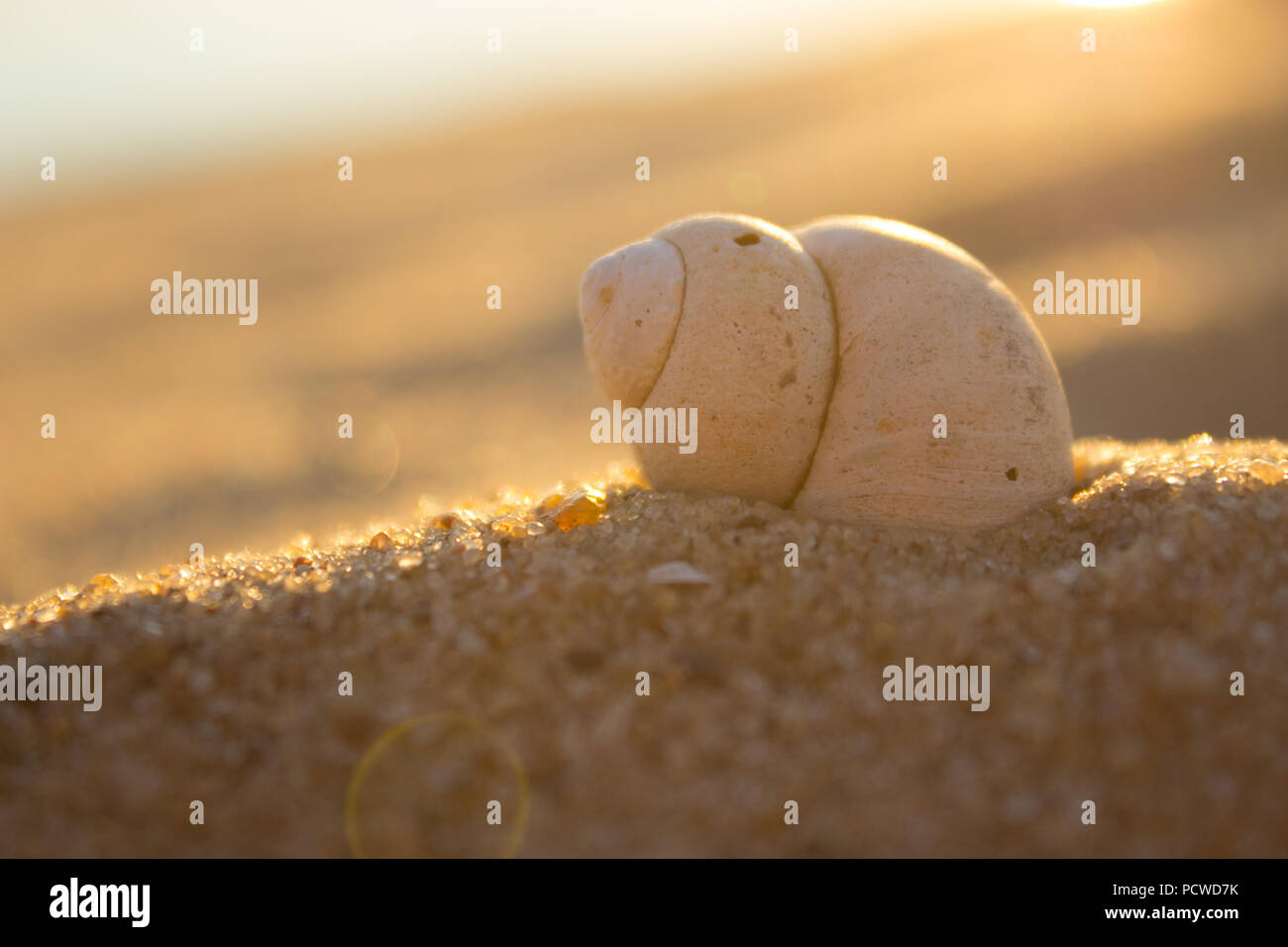 nautilus shell on a beach sand in yellow sunlight Stock Photo - Alamy