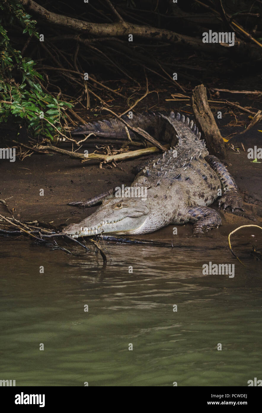 Crocodile in mud hi-res stock photography and images - Alamy