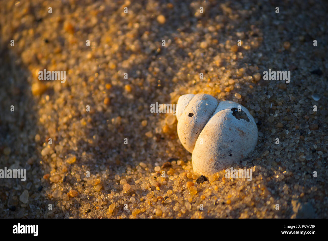 sand and broken white shell on the sand Stock Photo - Alamy