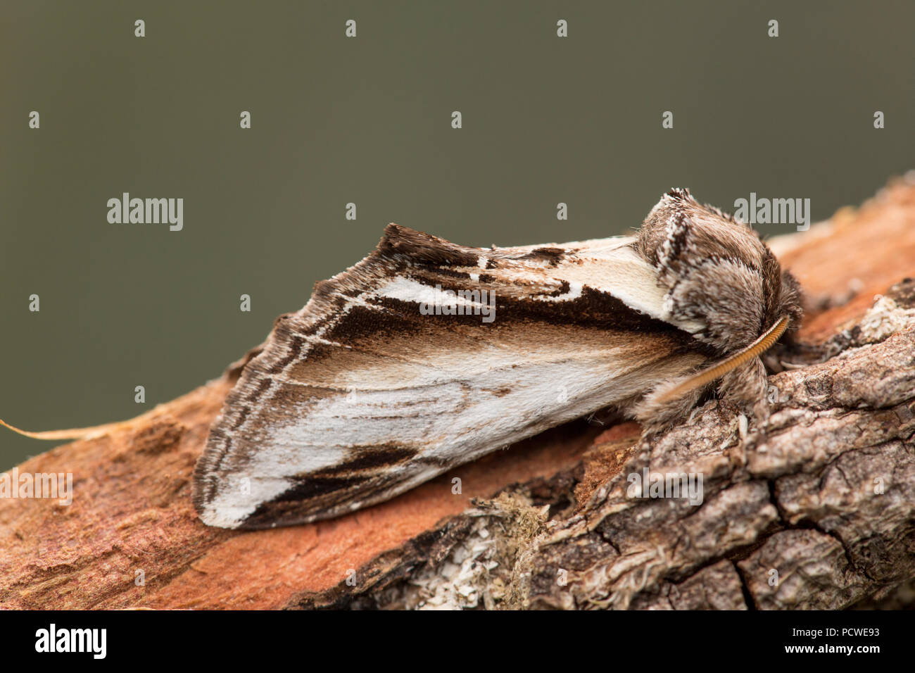A Lesser Swallow Prominent moth, Pheosia gnoma, that was caught in a ...