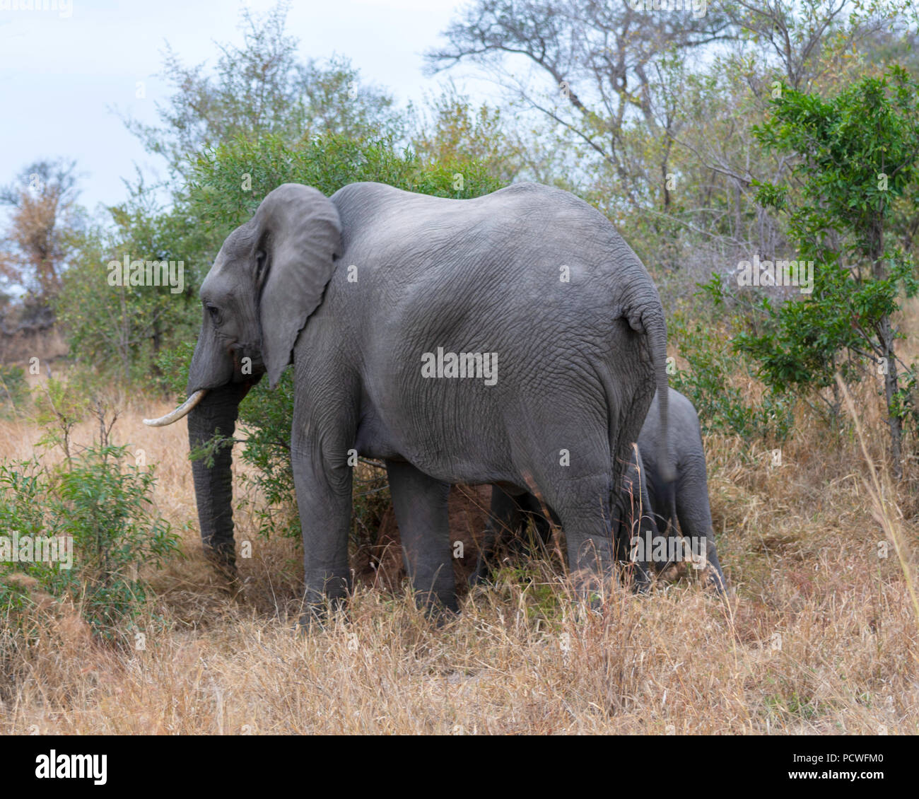 African bush animals hi-res stock photography and images - Alamy