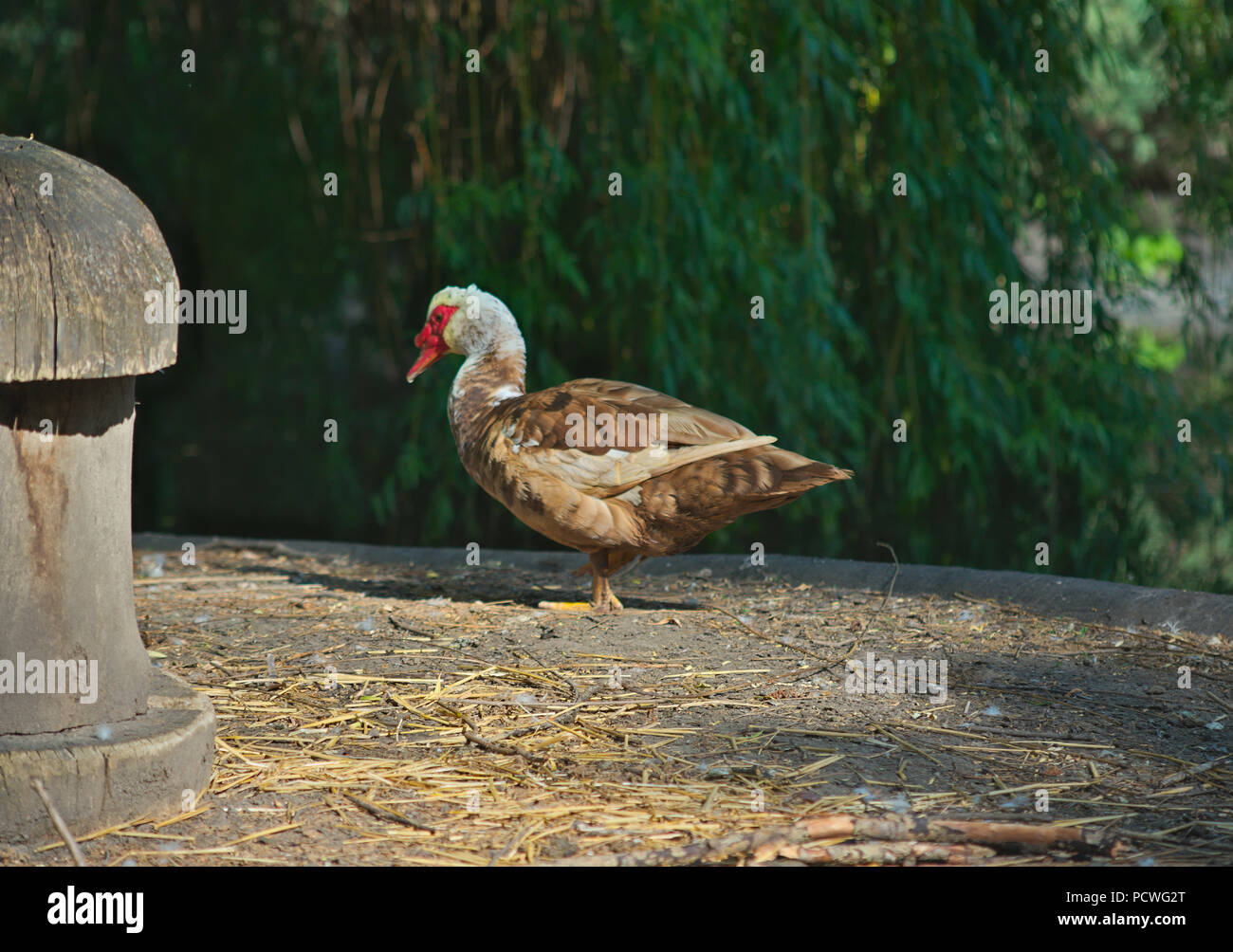One Duck standing in front of trees Stock Photo - Alamy