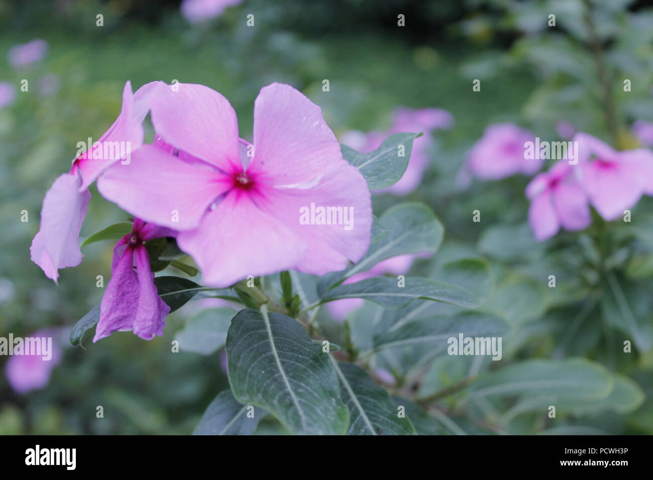 Pink flowers Stock Photo - Alamy
