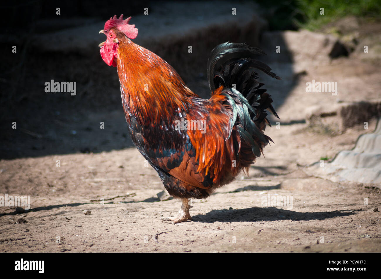 Black rooster hi-res stock photography and images - Alamy