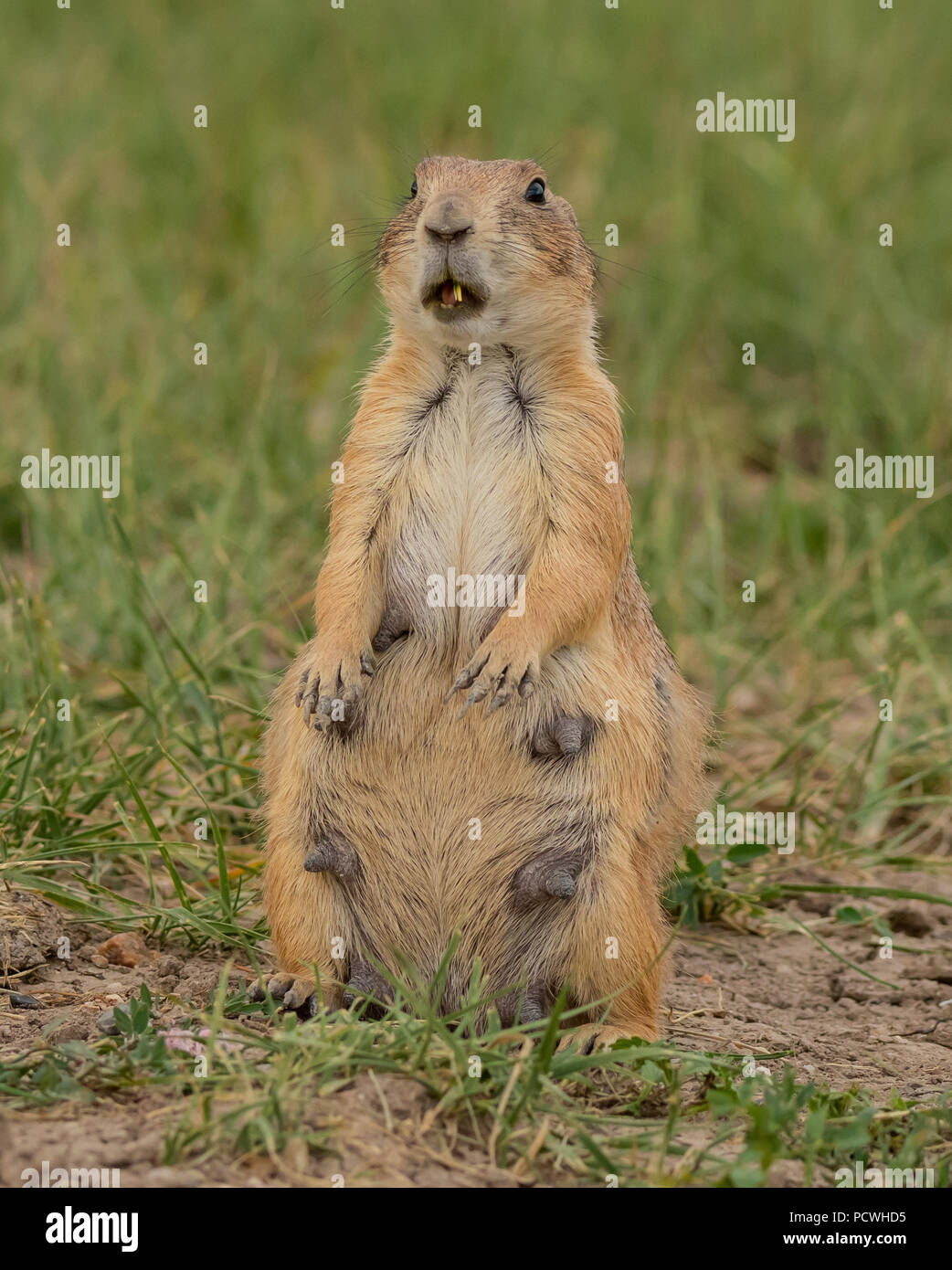 Alert Female Groundhog with Piece of Grass in her mouth Stock Photo - Alamy