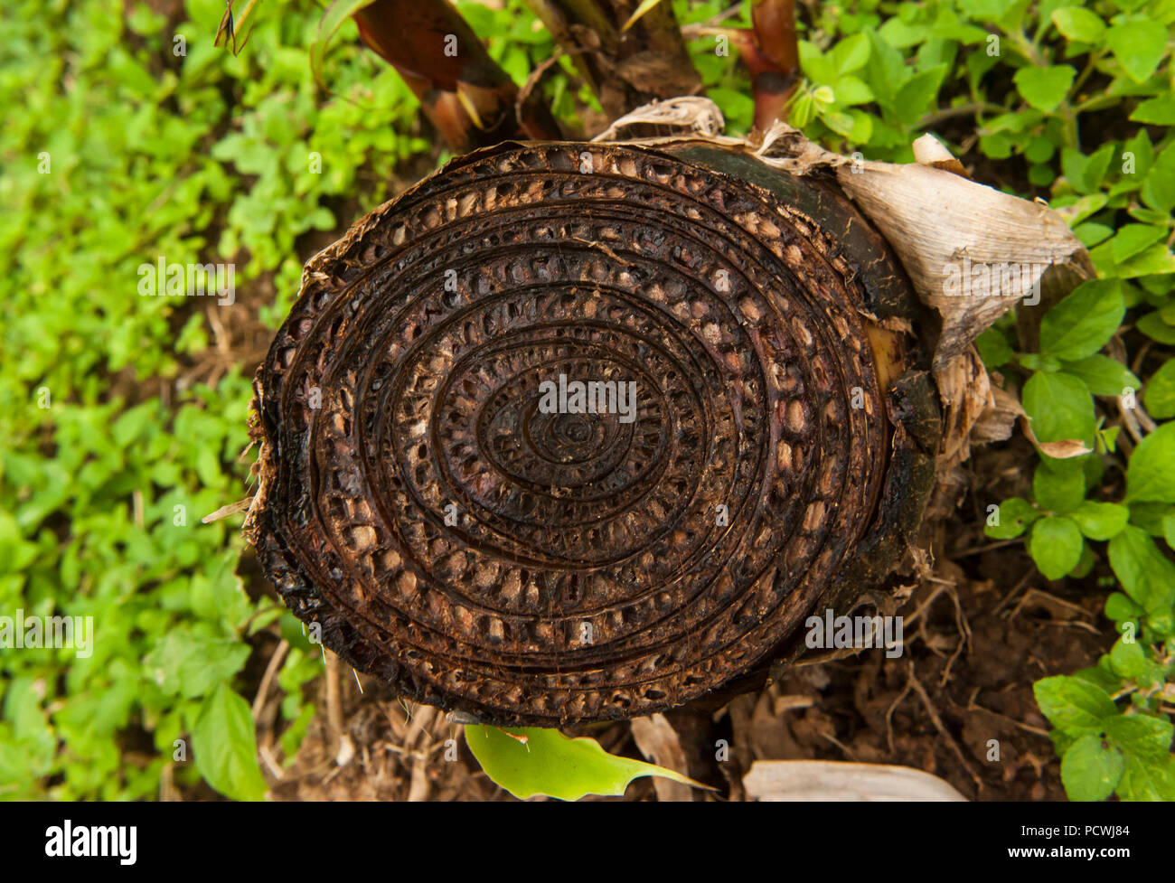 Palm Leaf Cross Section