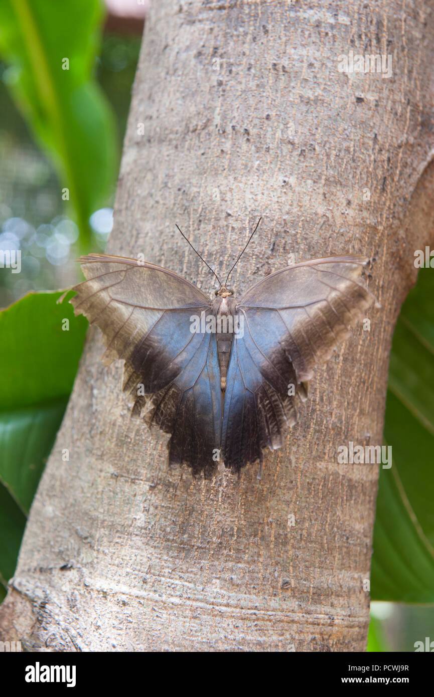 Blue morpho butterfly costa rica hi-res stock photography and images ...