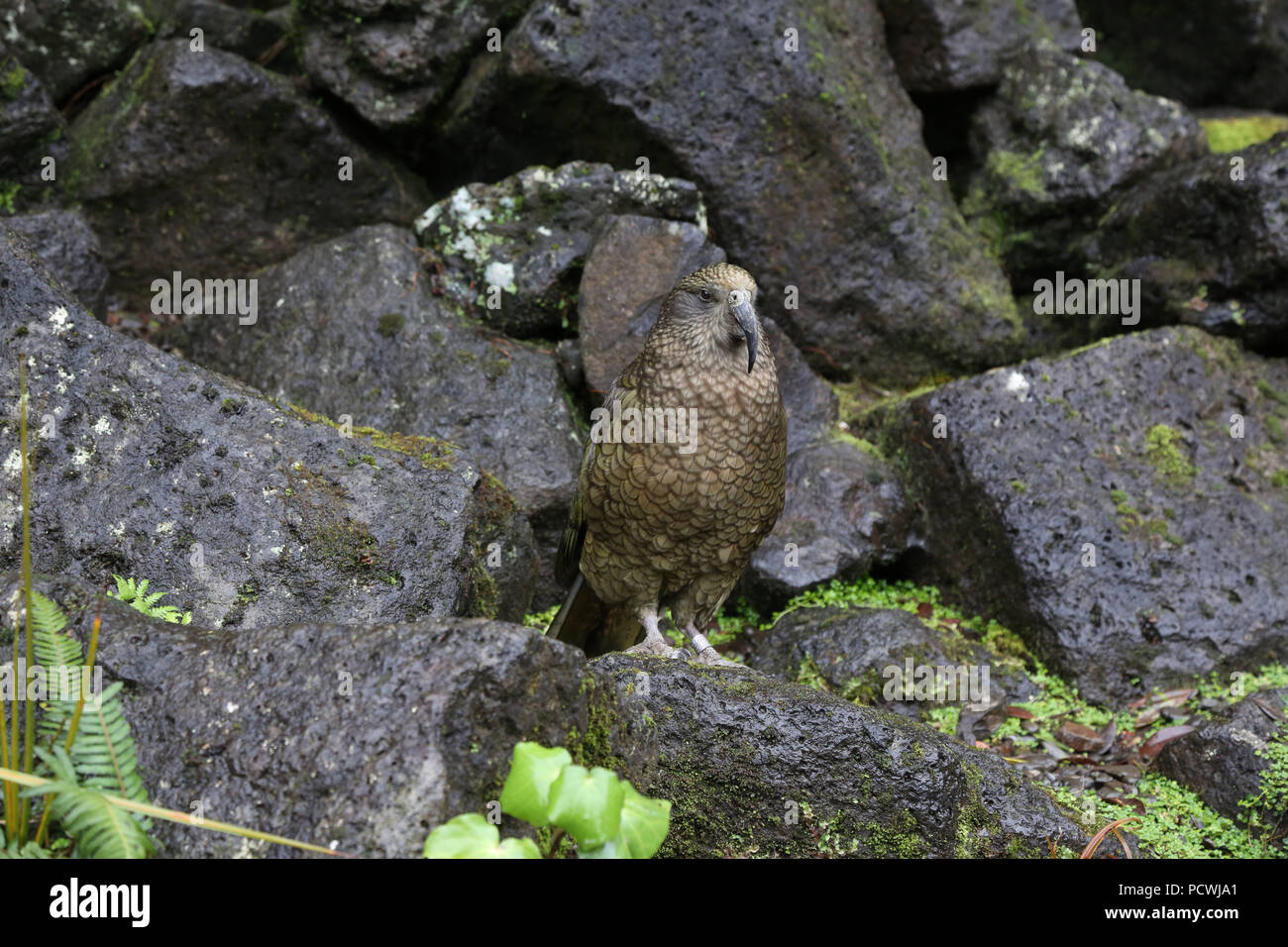 Kea nest hi-res stock photography and images - Alamy