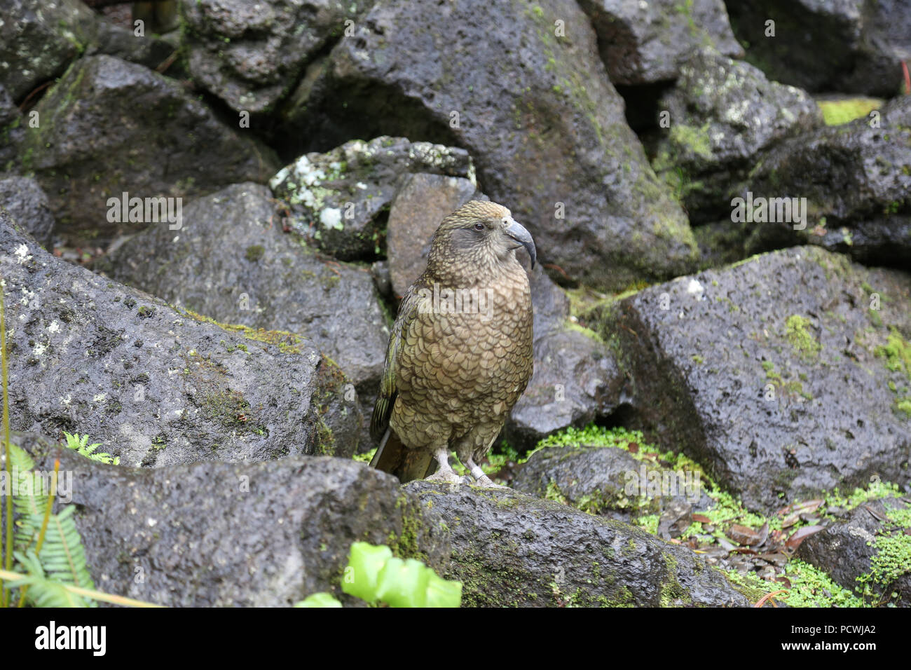 New Zealand Kea Stock Photo - Alamy