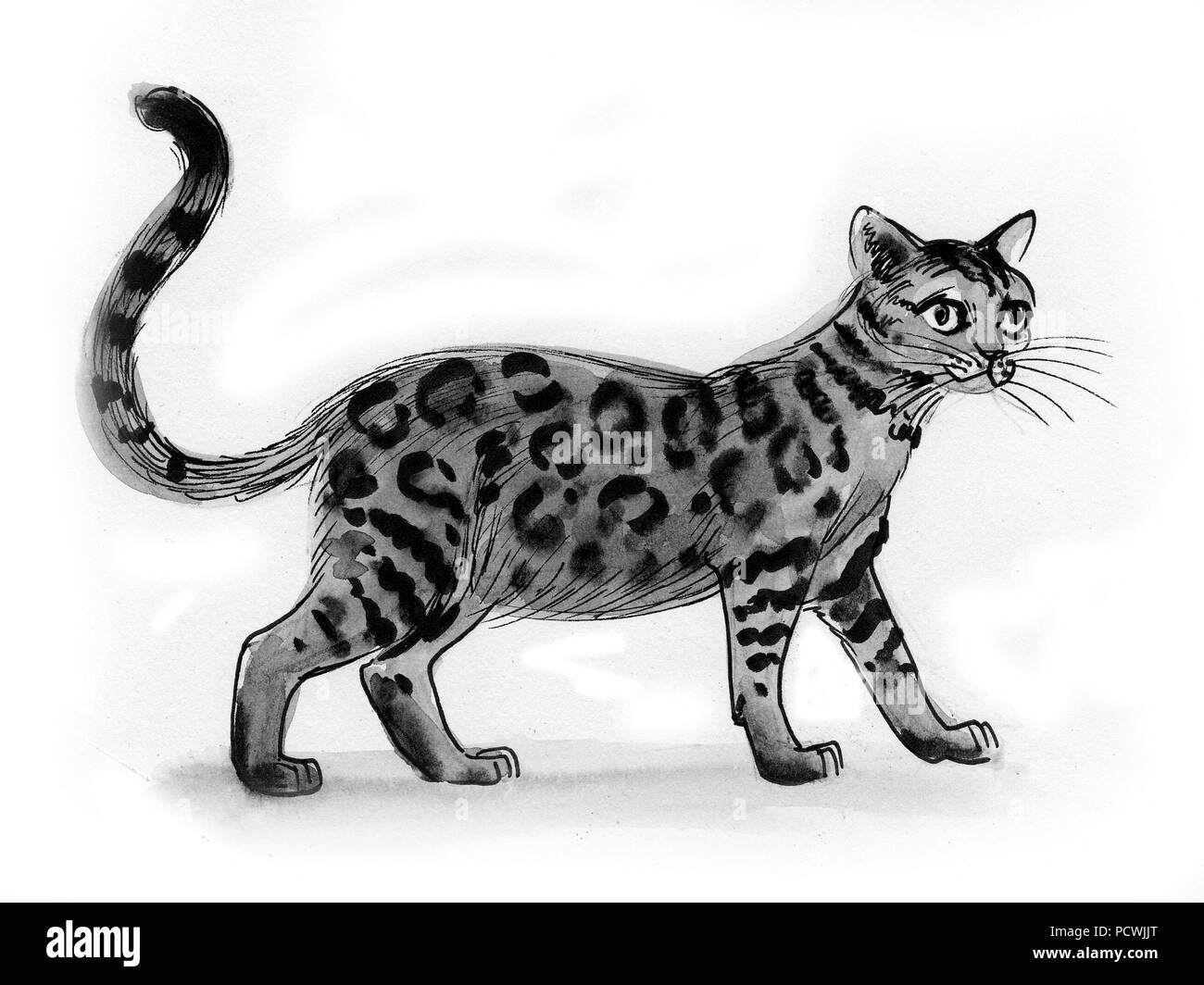 Grey cat. Ink and watercolor illustration Stock Photo - Alamy