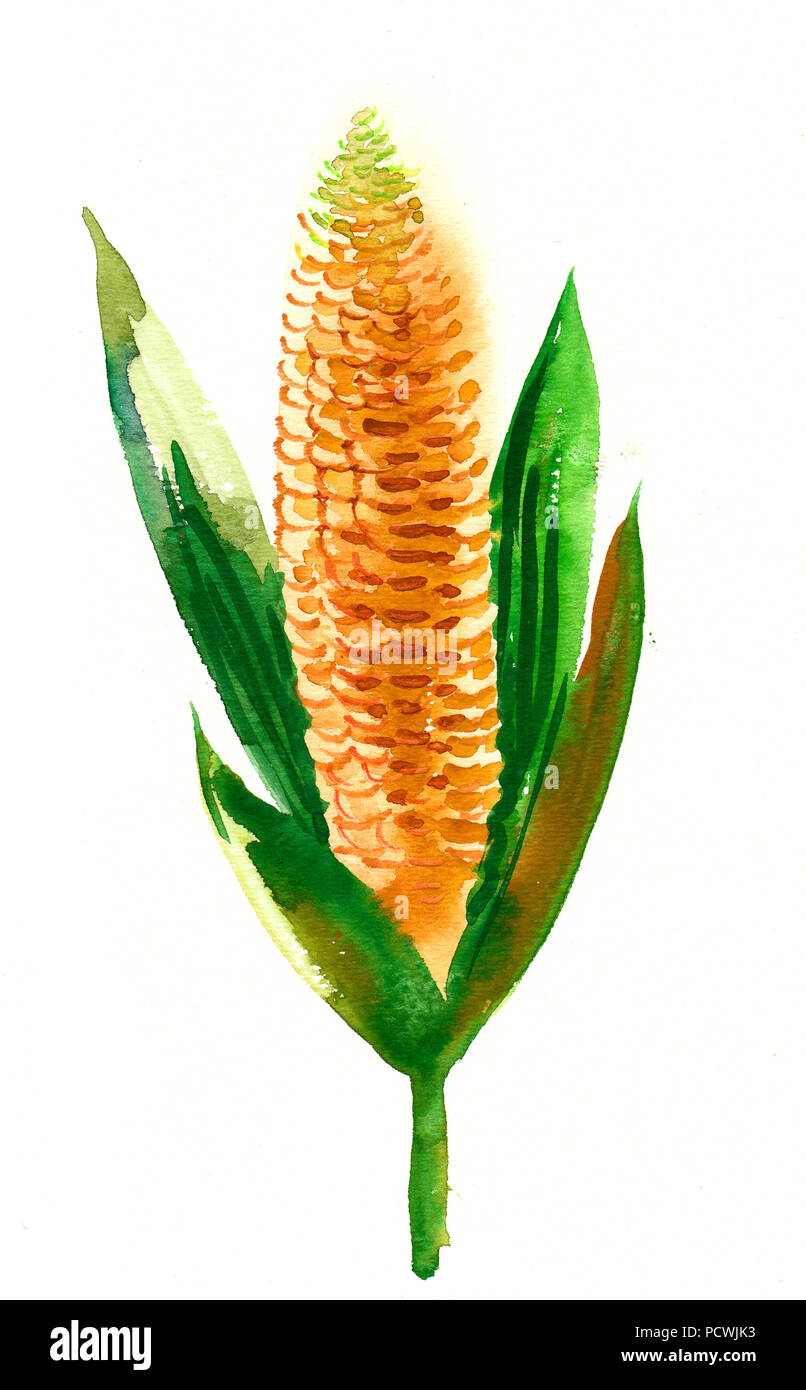Watercolor corn hi-res stock photography and images - Alamy