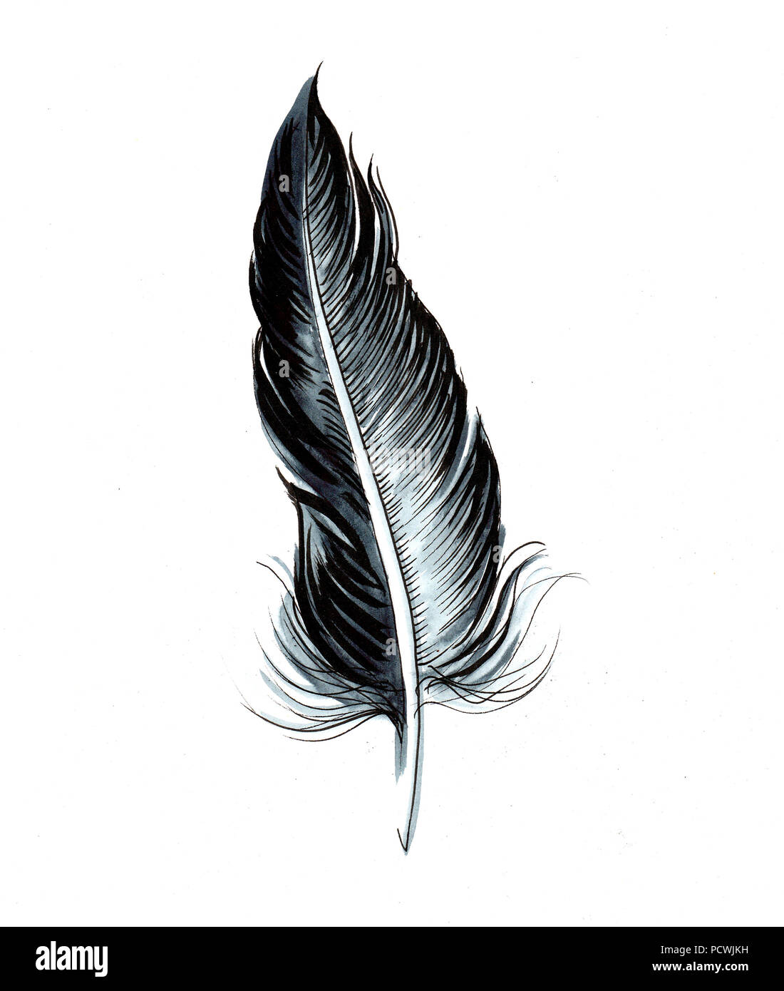 Bird feather. Ink and watercolor illustration Stock Photo - Alamy