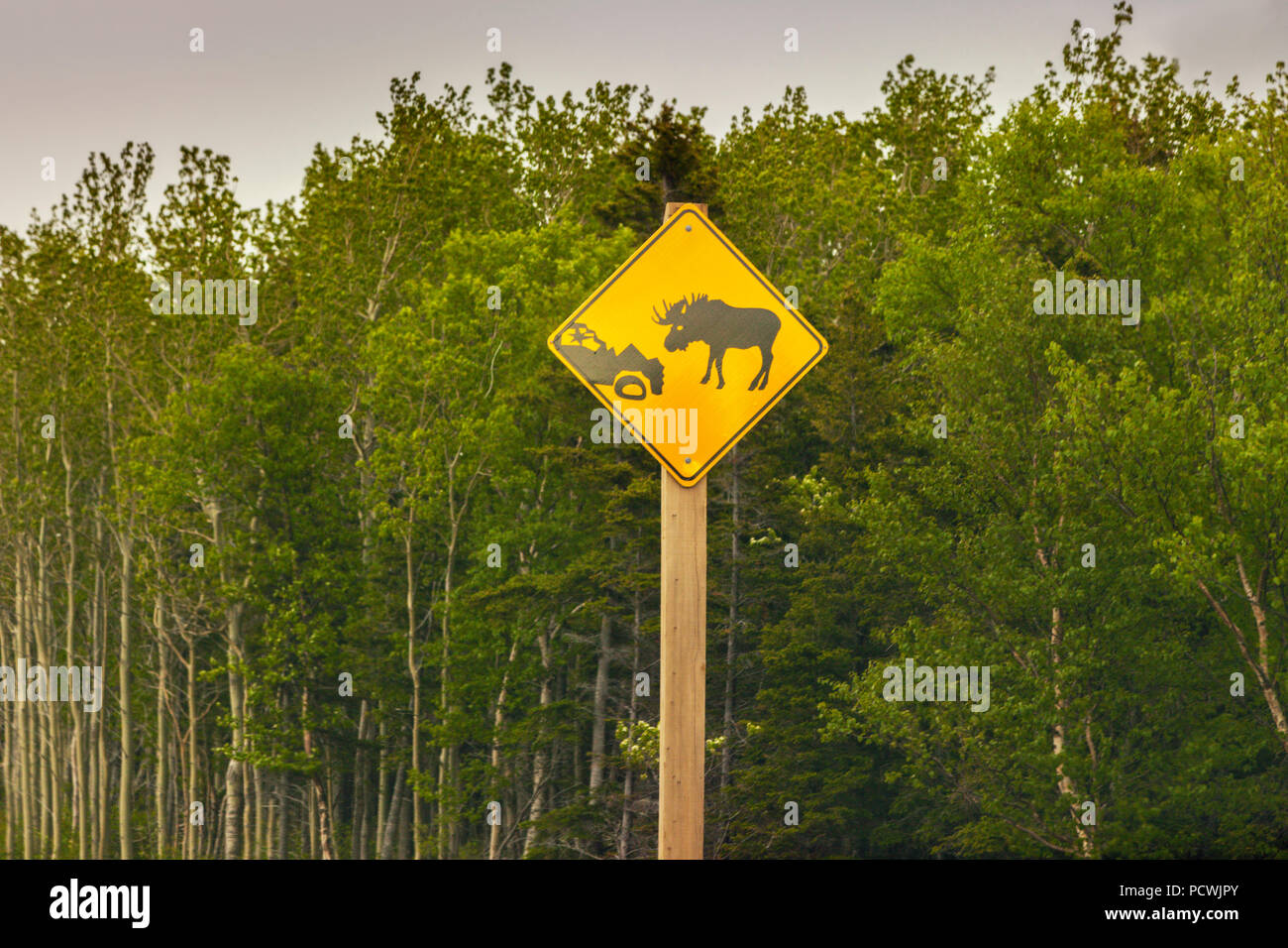 Newfoundland Moose Road Sign Stock Photos & Newfoundland Moose Road ...
