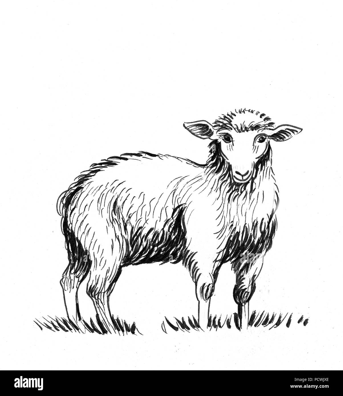 Sheep animal. Ink black and white illustration Stock Photo - Alamy