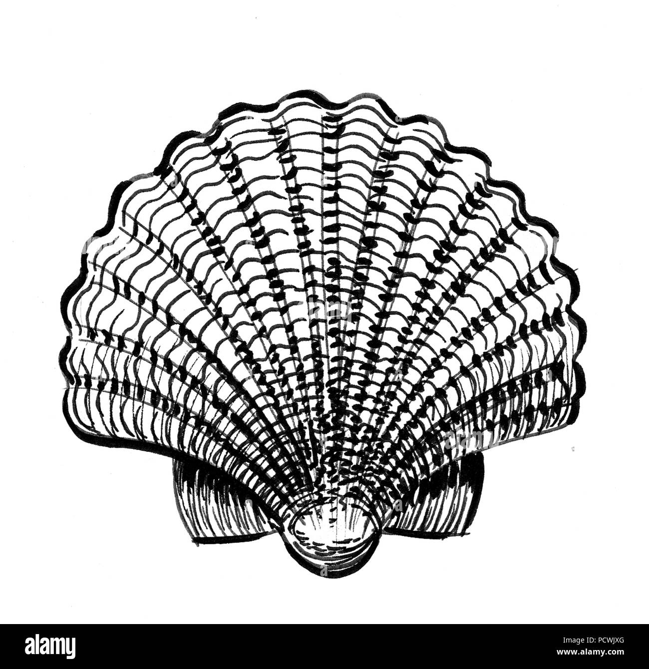 Seashell. Ink black and white drawing Stock Photo - Alamy