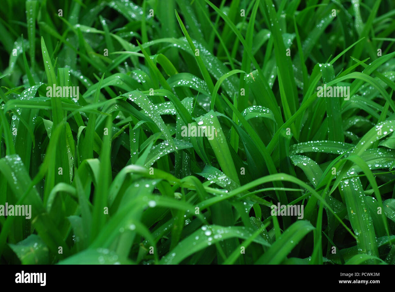 Morning stock hi-res stock photography and images - Alamy