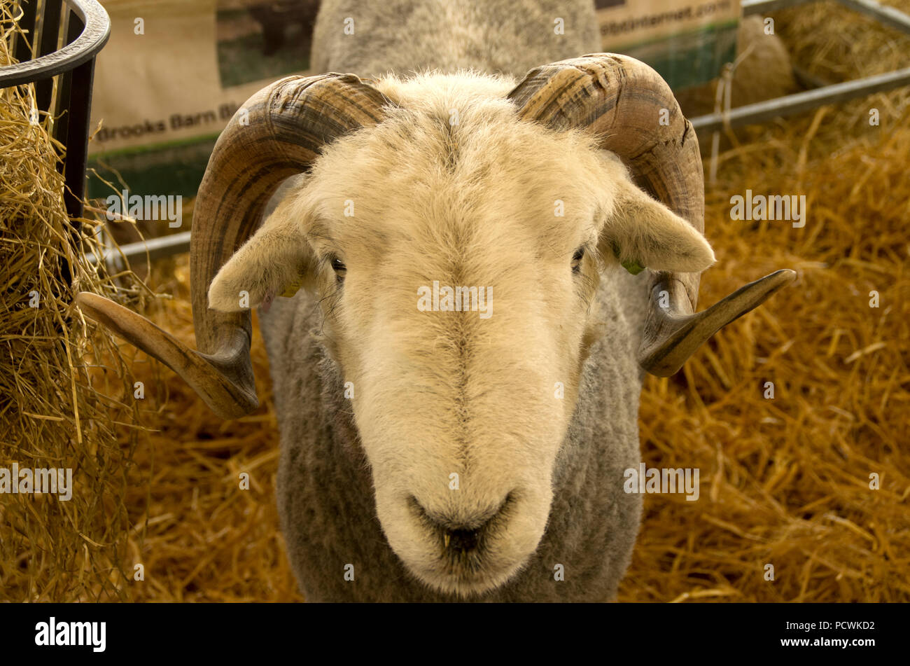 Herdwick Tup at the Great Yorkshire Show Stock Photo - Alamy