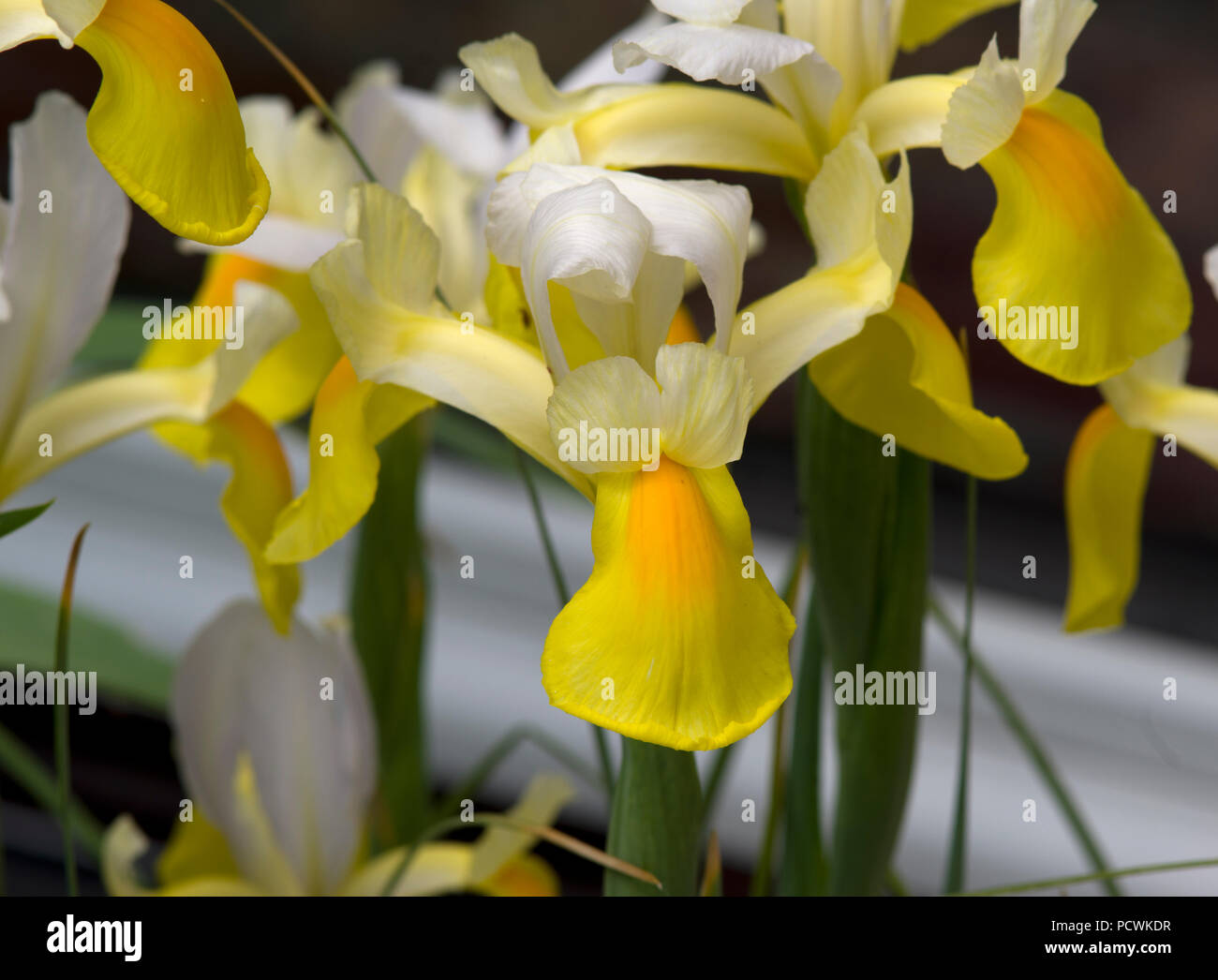 Yellow and white dutch iris hi-res stock photography and images - Alamy