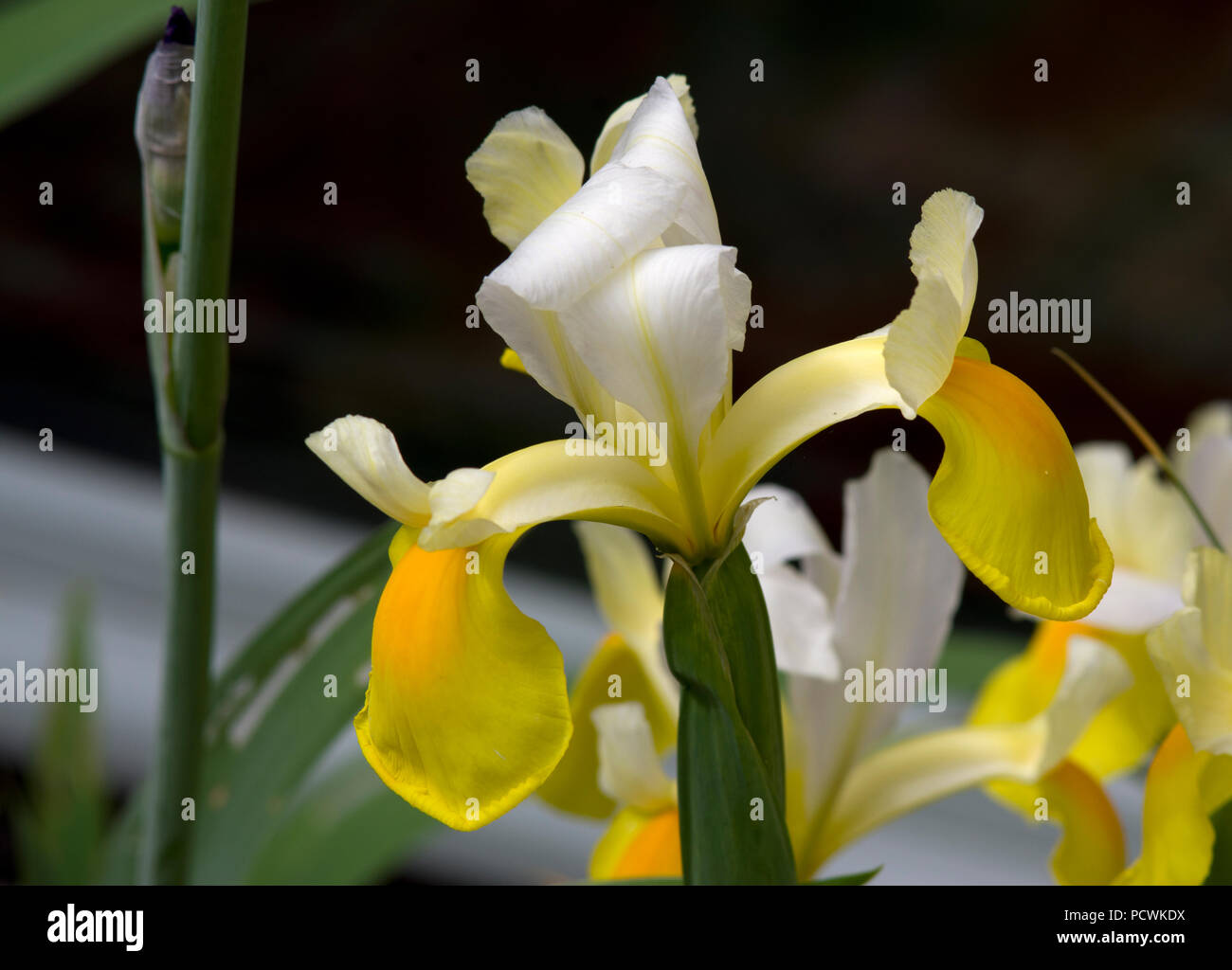 Dutch Iris Symphony Stock Photo - Alamy