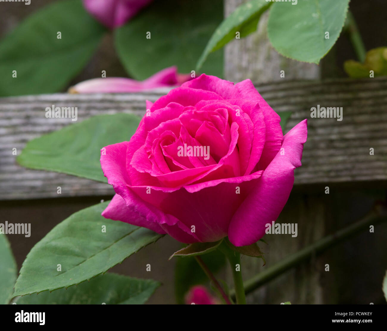 Zephirine drouhin rose hi-res stock photography and images - Alamy