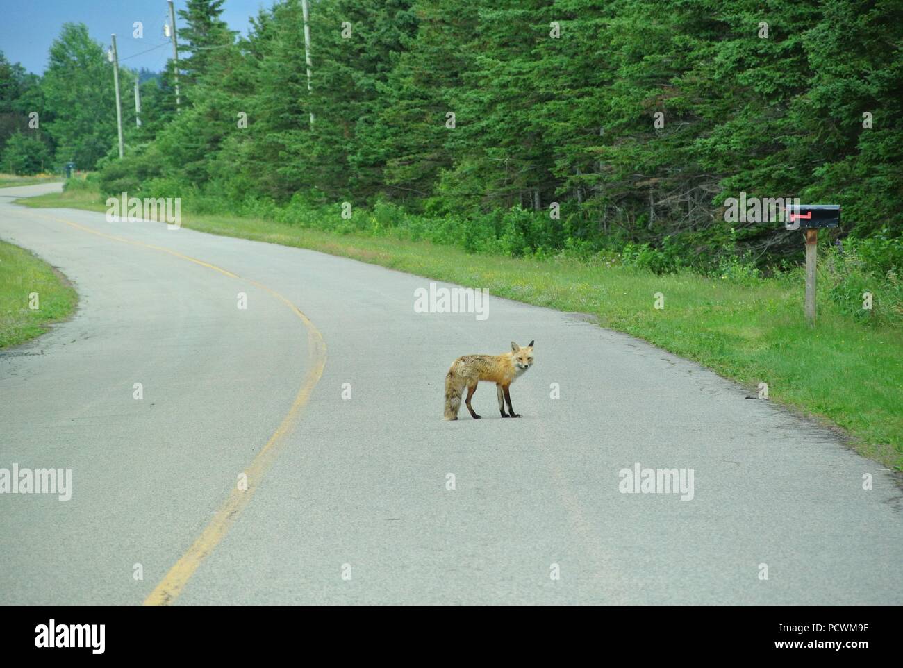 Prince Edward Island, PEI landscape, rural area Stock Photo - Alamy
