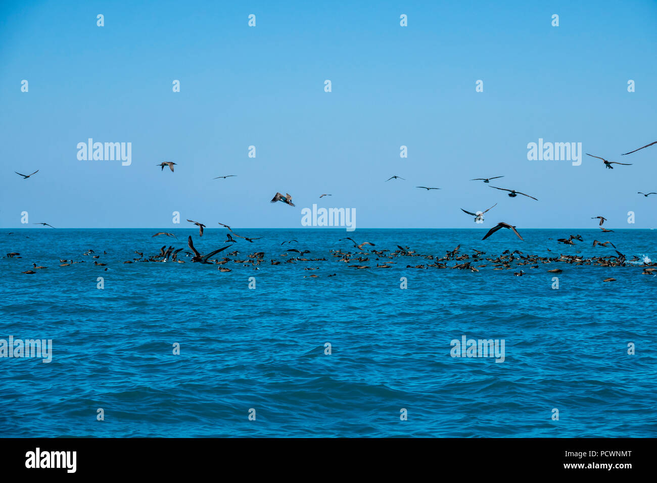 Flock of Brown Boobys on the surface of the water at the Lacepede ...