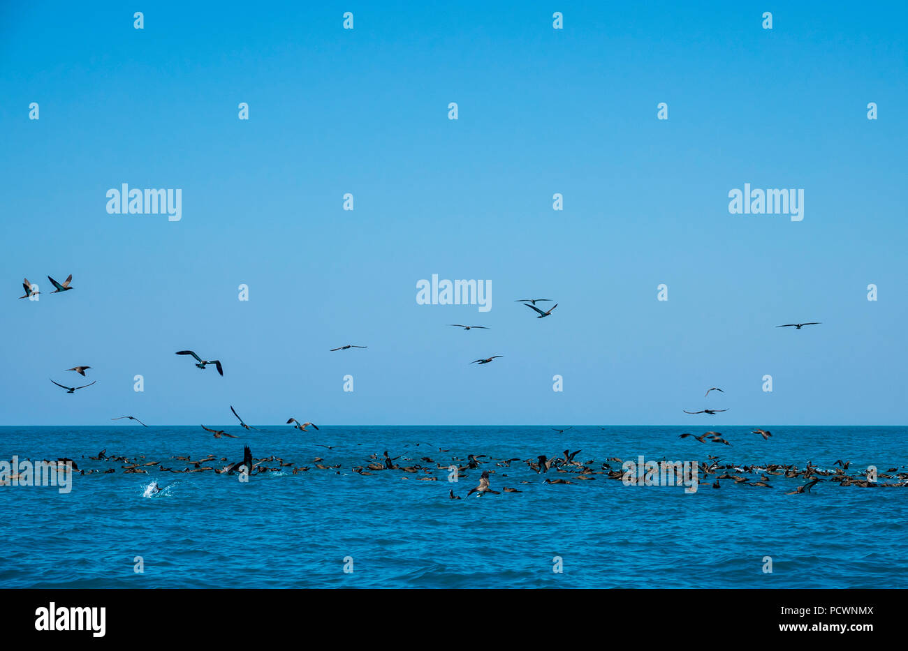 Flock of Brown Boobys on the surface of the water at the Lacepede ...