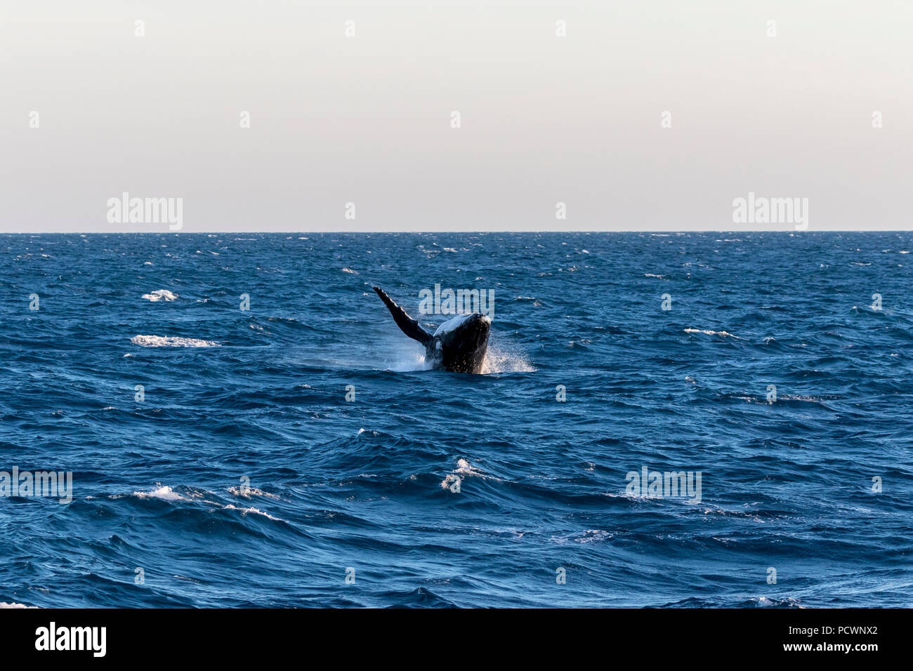 Humpback whale breaching on its southern migration route in the Timor ...