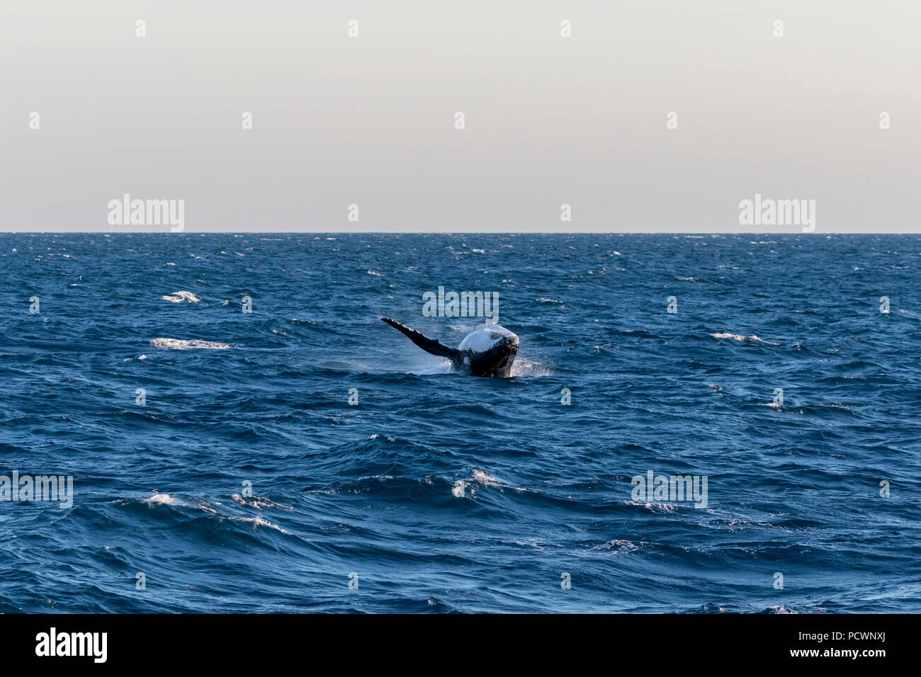 Humpback whale breaching on its southern migration route in the Timor ...