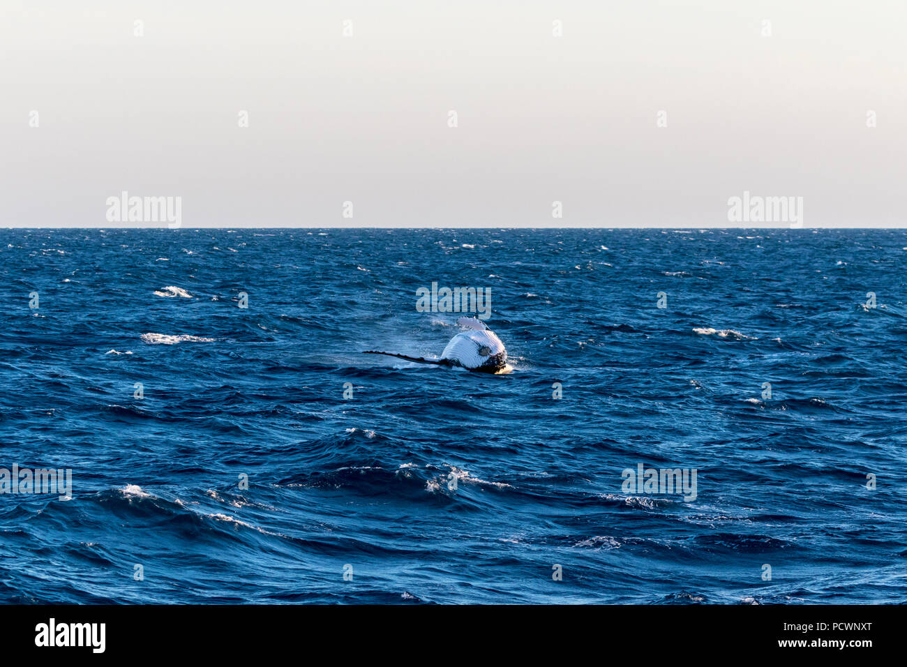 Humpback whale breaching on its southern migration route in the Timor ...