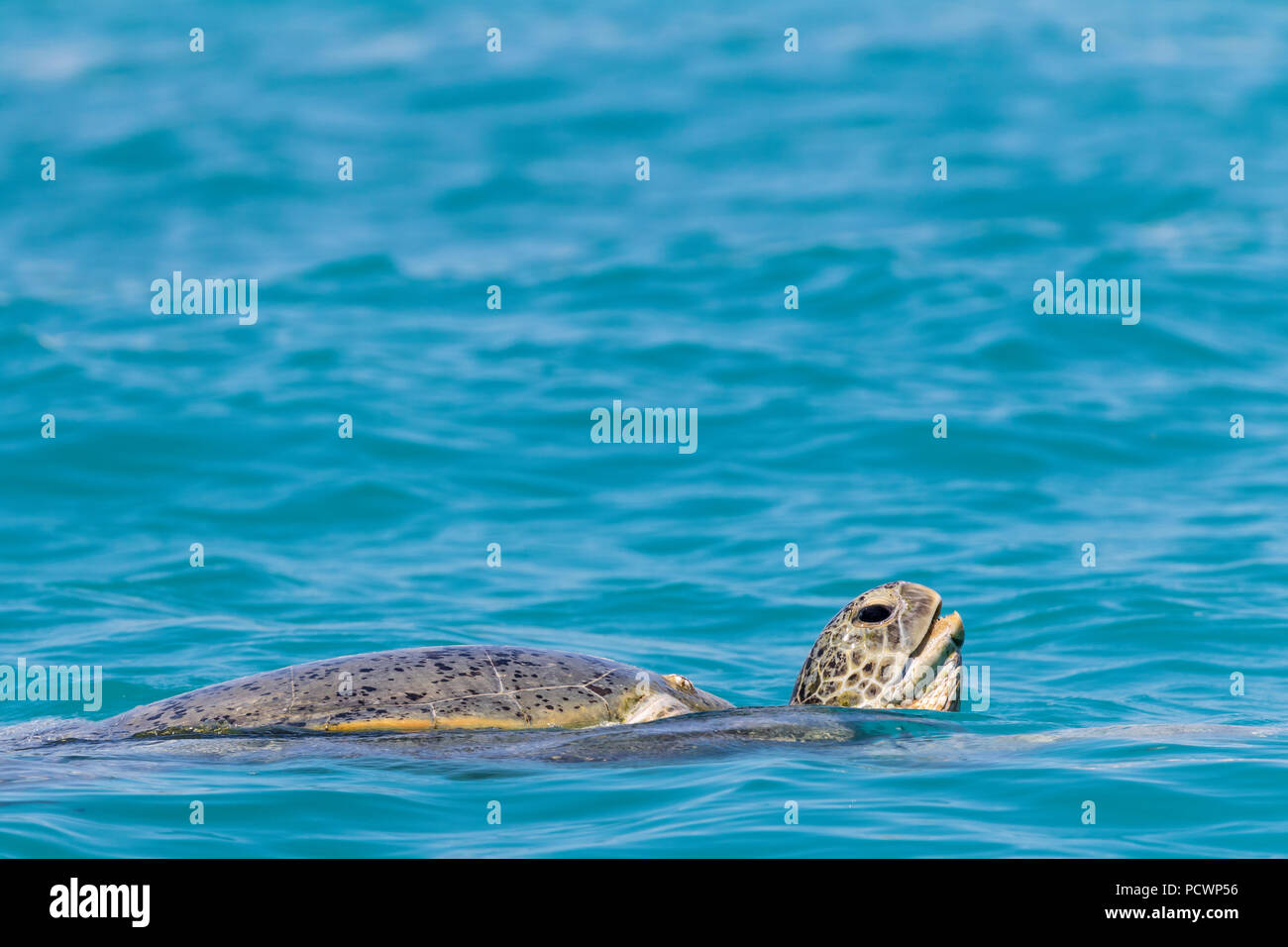Green sea turtles at the Lacepede Islands, Western Australia Stock ...