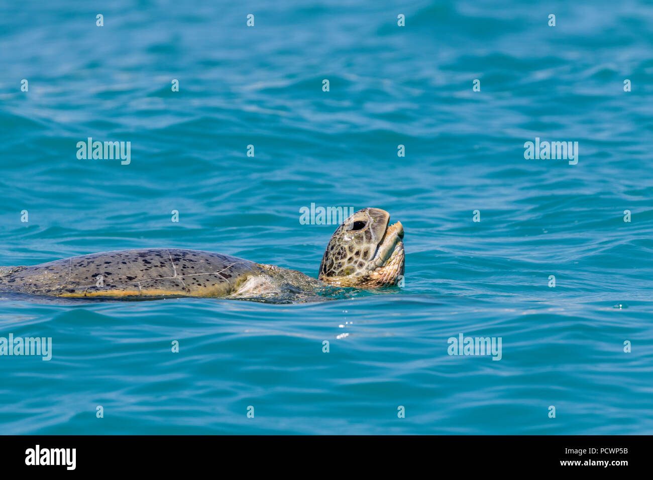Green sea turtles at the Lacepede Islands, Western Australia Stock ...