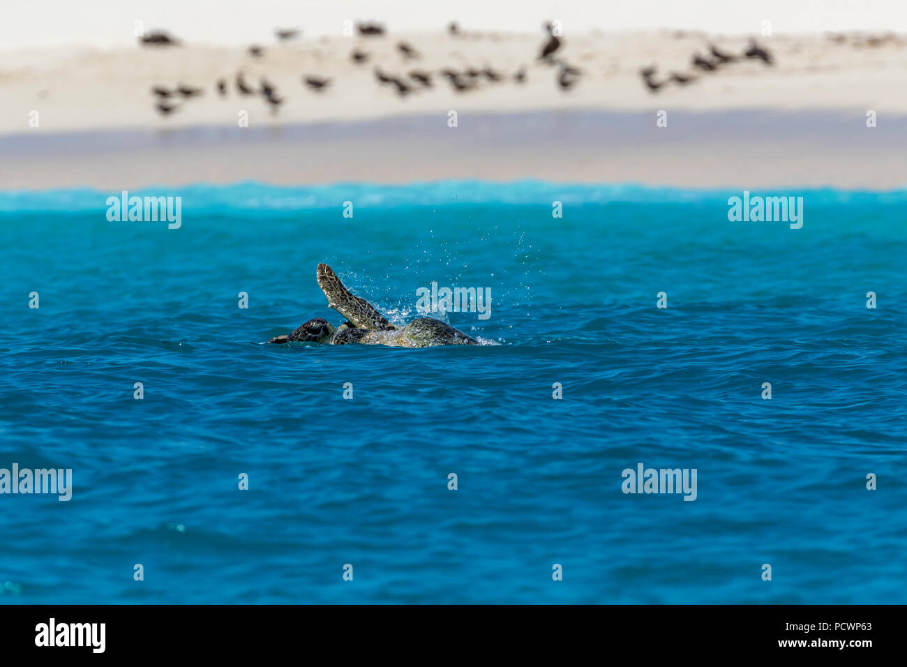 Mating sea turtles hi-res stock photography and images - Alamy