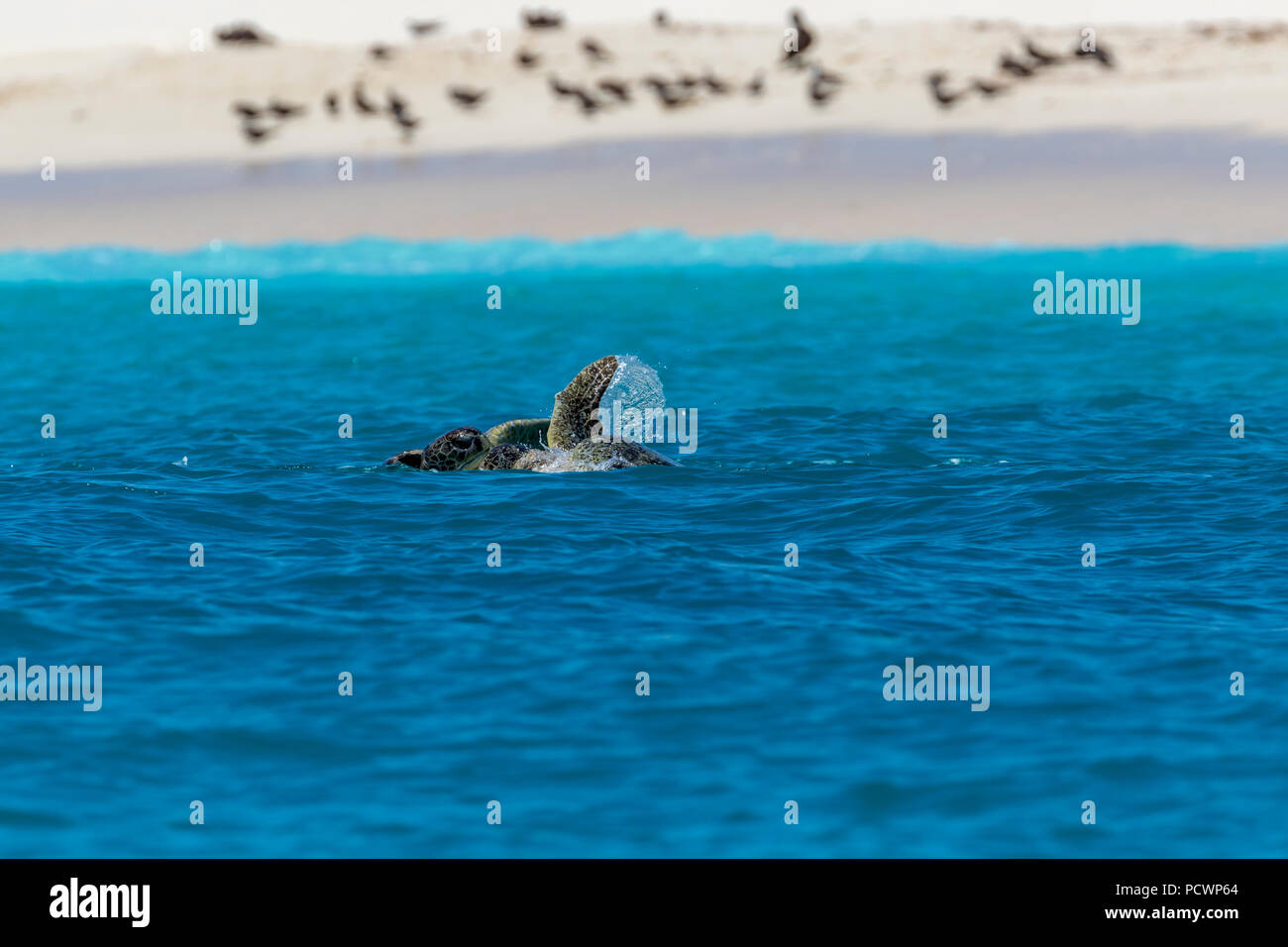 Mating Green sea turtles at the Lacepede Islands, Western Australia ...