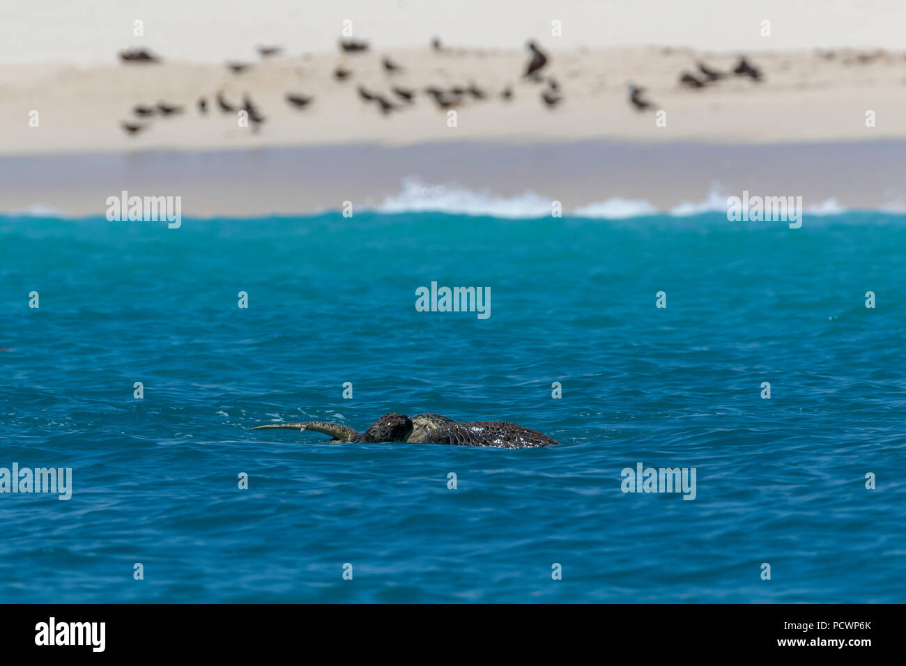 Mating Green sea turtles at the Lacepede Islands, Western Australia ...