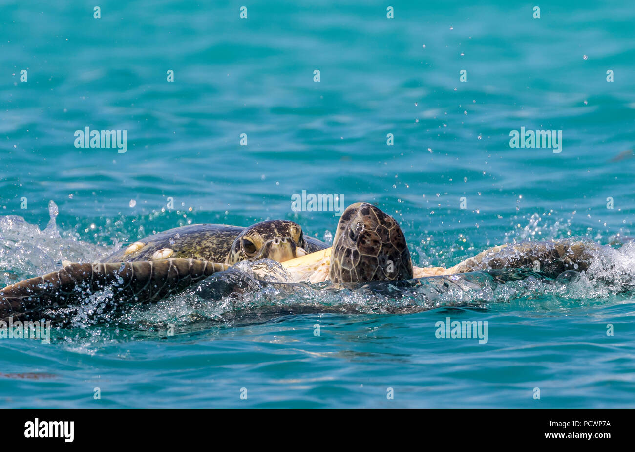 Lacepede islands australia hi-res stock photography and images - Alamy