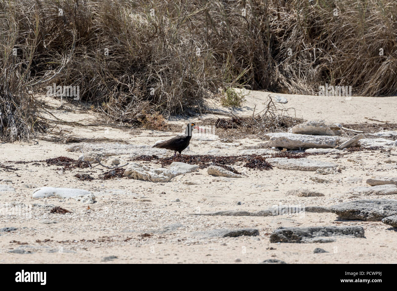 Sooty Oystercatcher at the Lacepede Islands, Western Australia Stock ...