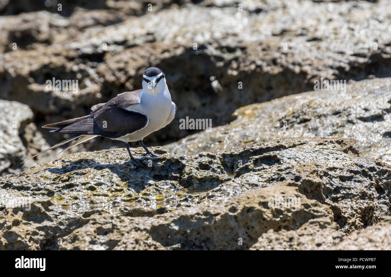 Lacepede islands australia hi-res stock photography and images - Alamy