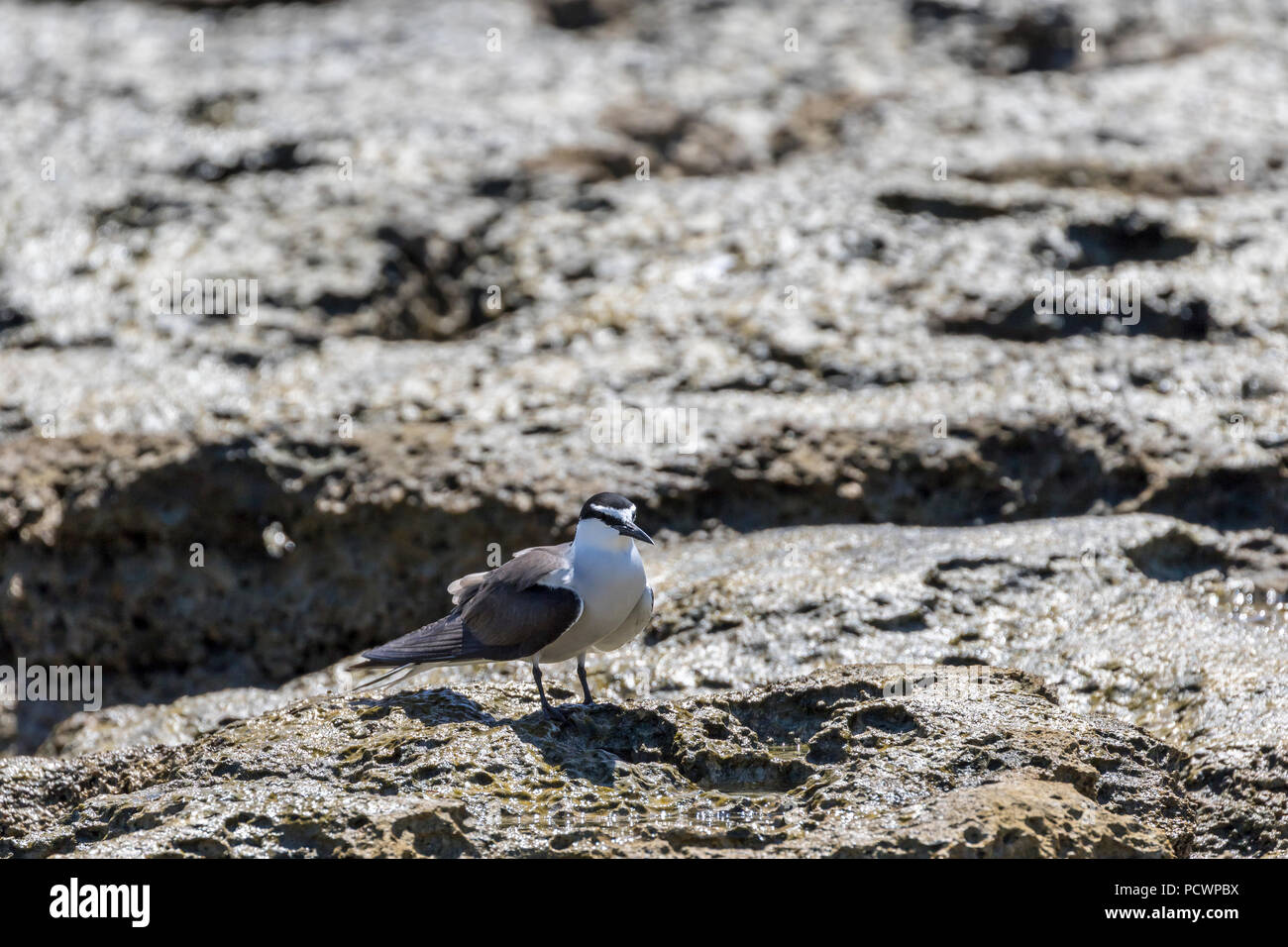 Bridled tern at the Lacepede Islands, Western Australia Stock Photo - Alamy