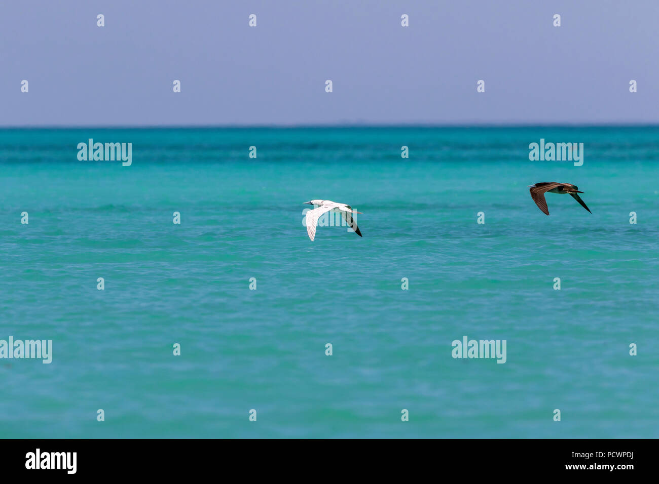 Lacepede islands kimberley hi-res stock photography and images - Alamy