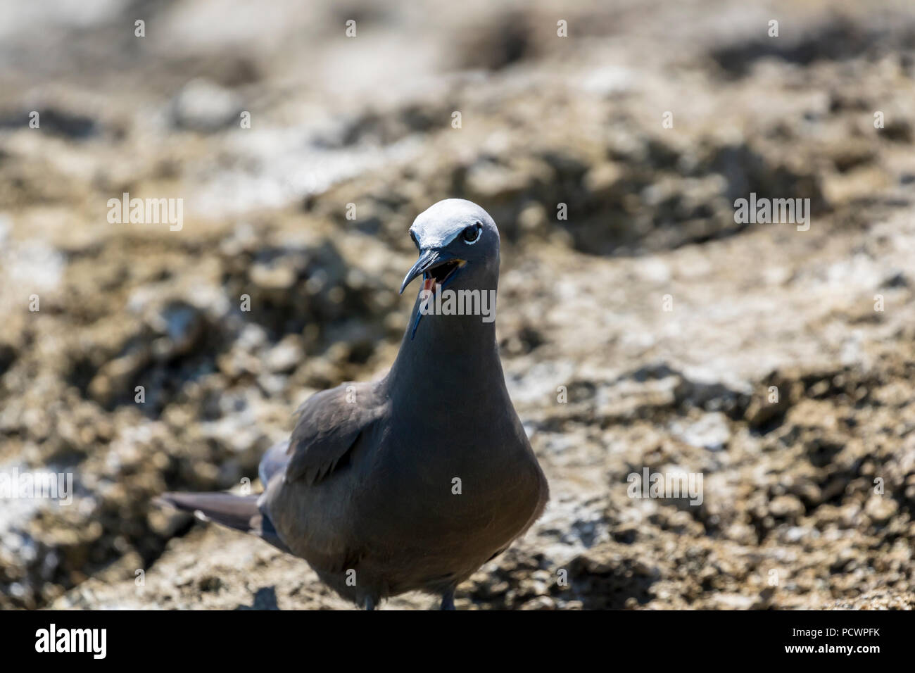 Common or brown noddy colony at the Lacepede Islands, Western Australia ...