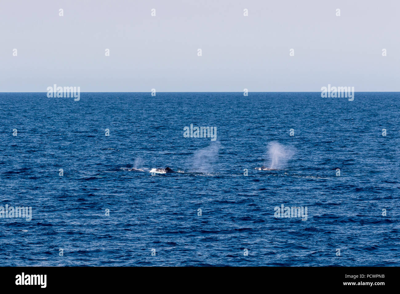 Pod of humpback whales on their southern migration, Timor Sea, Western ...