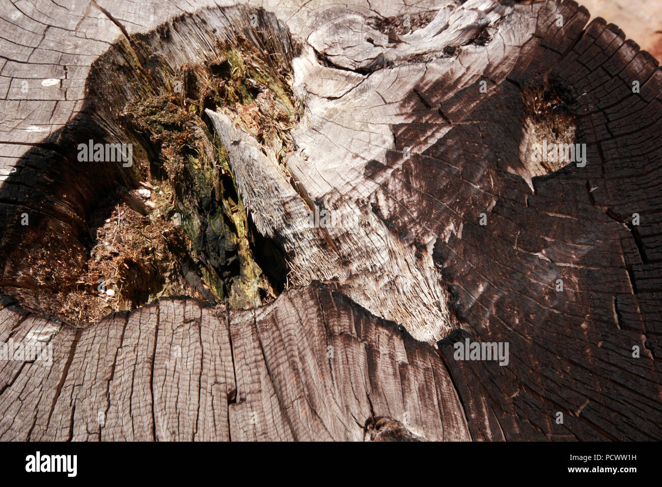 Tree coverings hi-res stock photography and images - Alamy