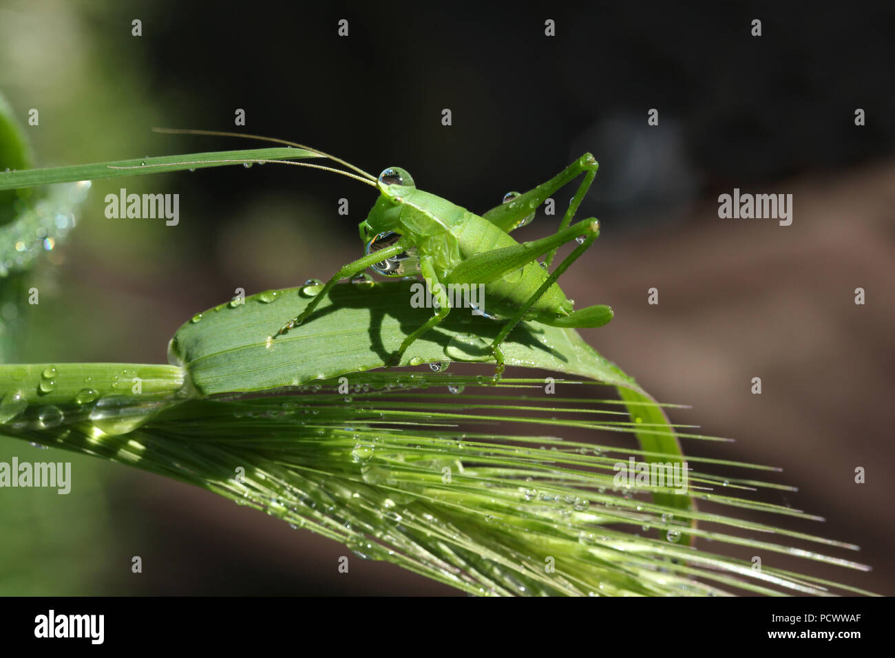 Grasshopper on wheat Stock Photo - Alamy