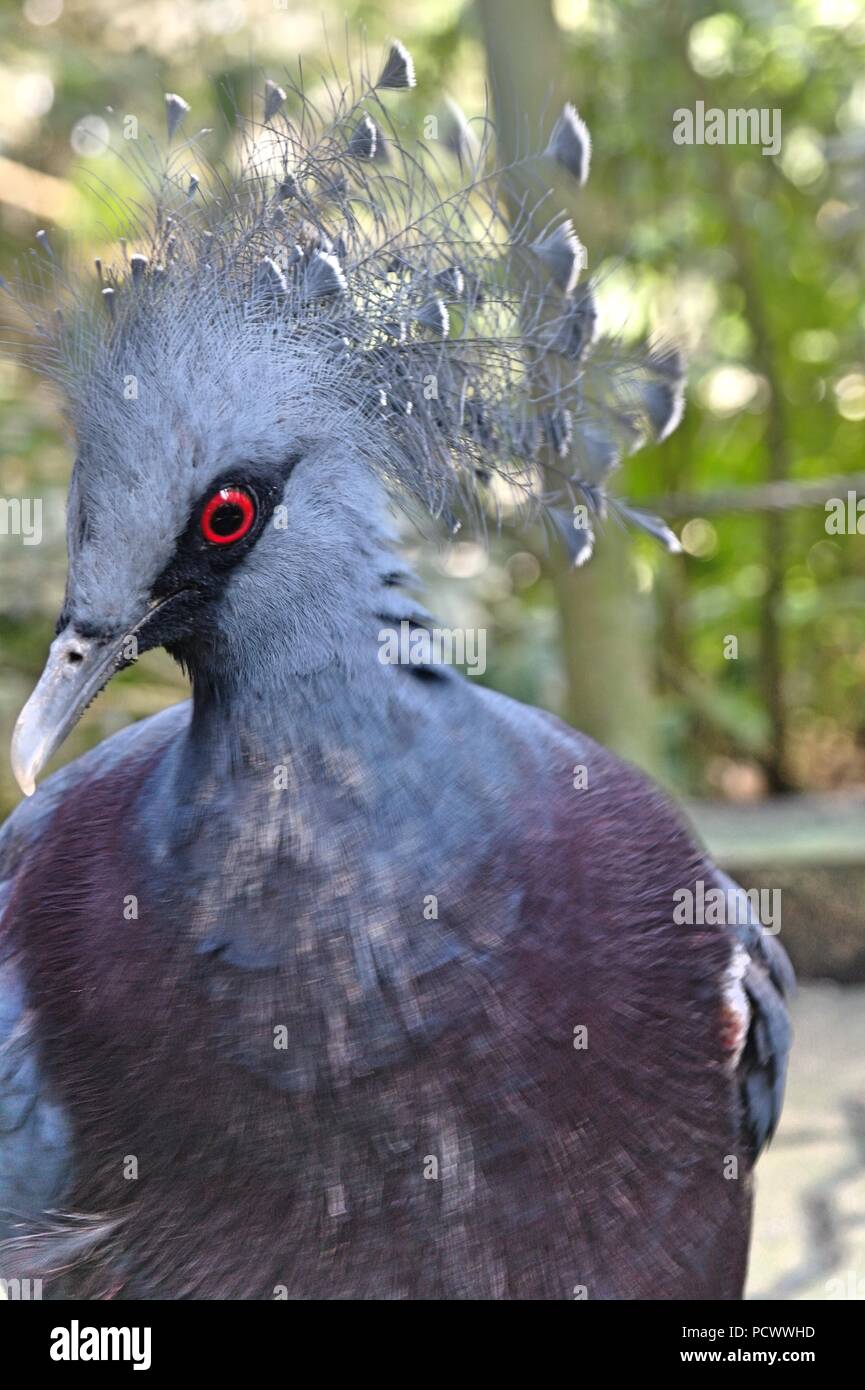 Shot re bird hi-res stock photography and images - Alamy