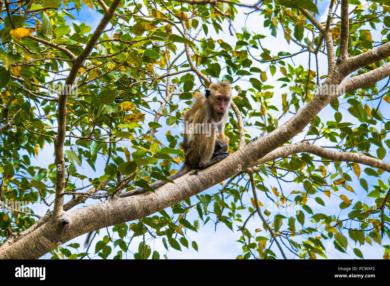 Buddhist monkey tree hi-res stock photography and images - Alamy