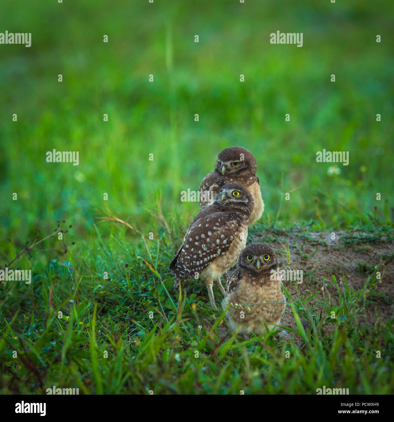 Florida Burrowing Owl Stock Photo - Alamy