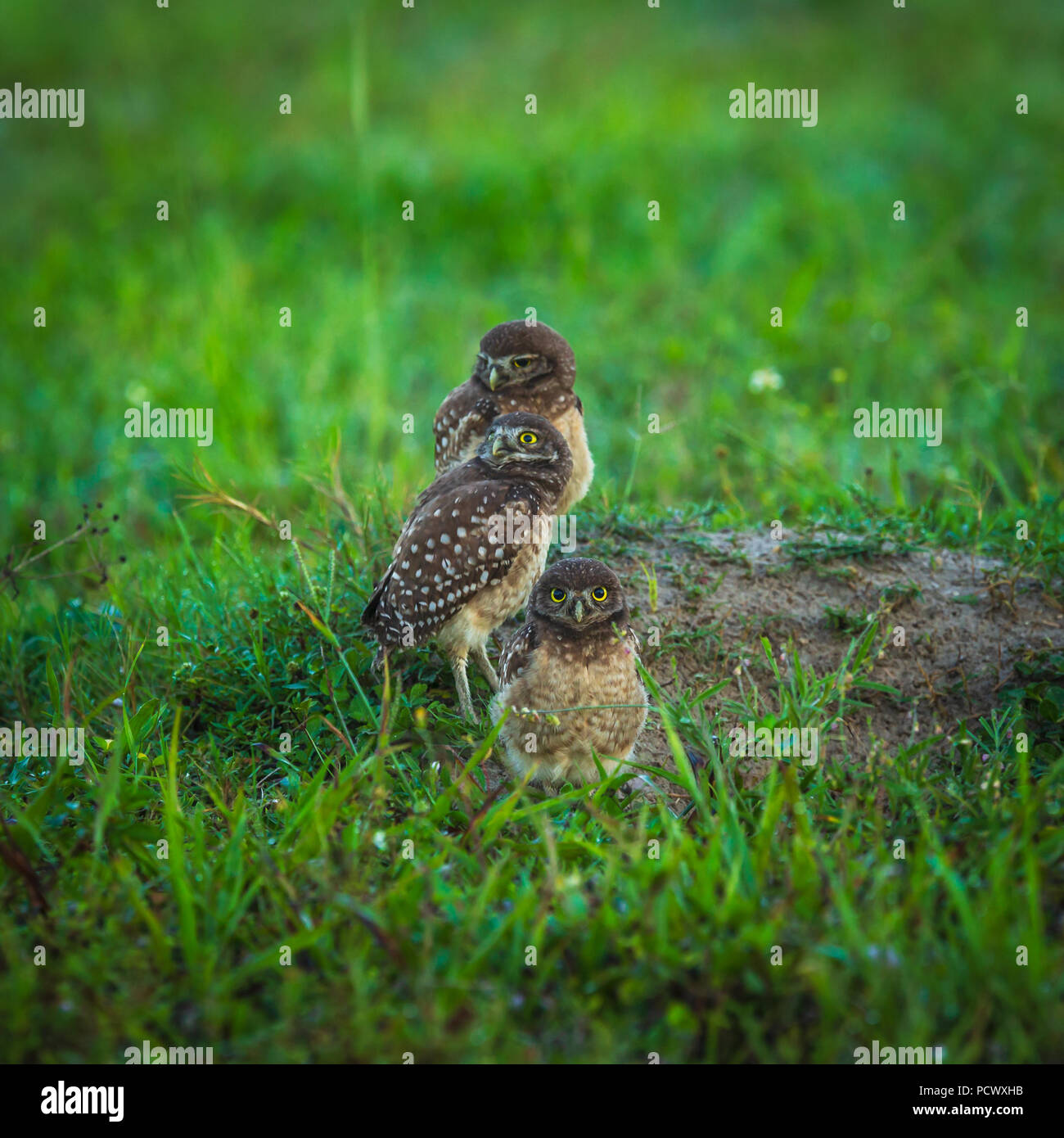 Florida Burrowing Owl Stock Photo - Alamy